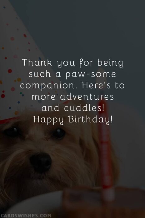 50+ Sweet Birthday Wishes For Dog To Celebrate It